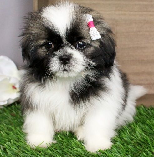 Shih Tzu Puppies For Sale | Mililani, HI #250128 | Petzlover