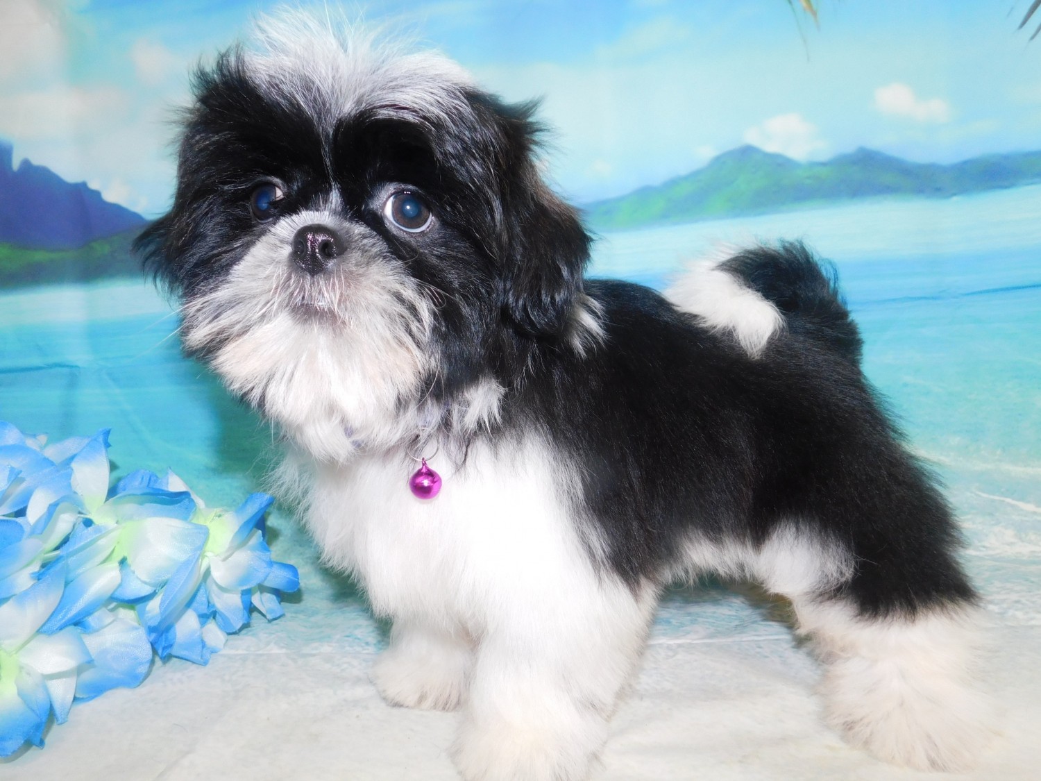 Shih Tzu Puppies For Sale | Hammond, IN #281844 | Petzlover