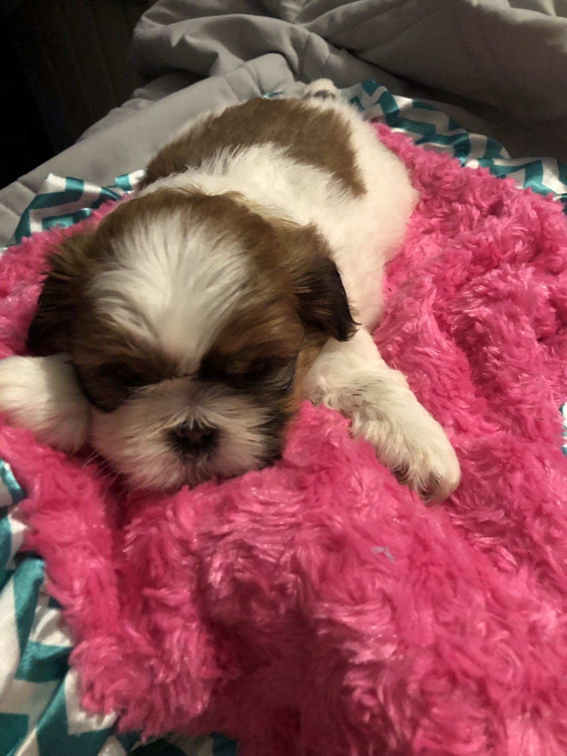 Shih Tzu Puppies For Sale | Denham Springs, LA #302751