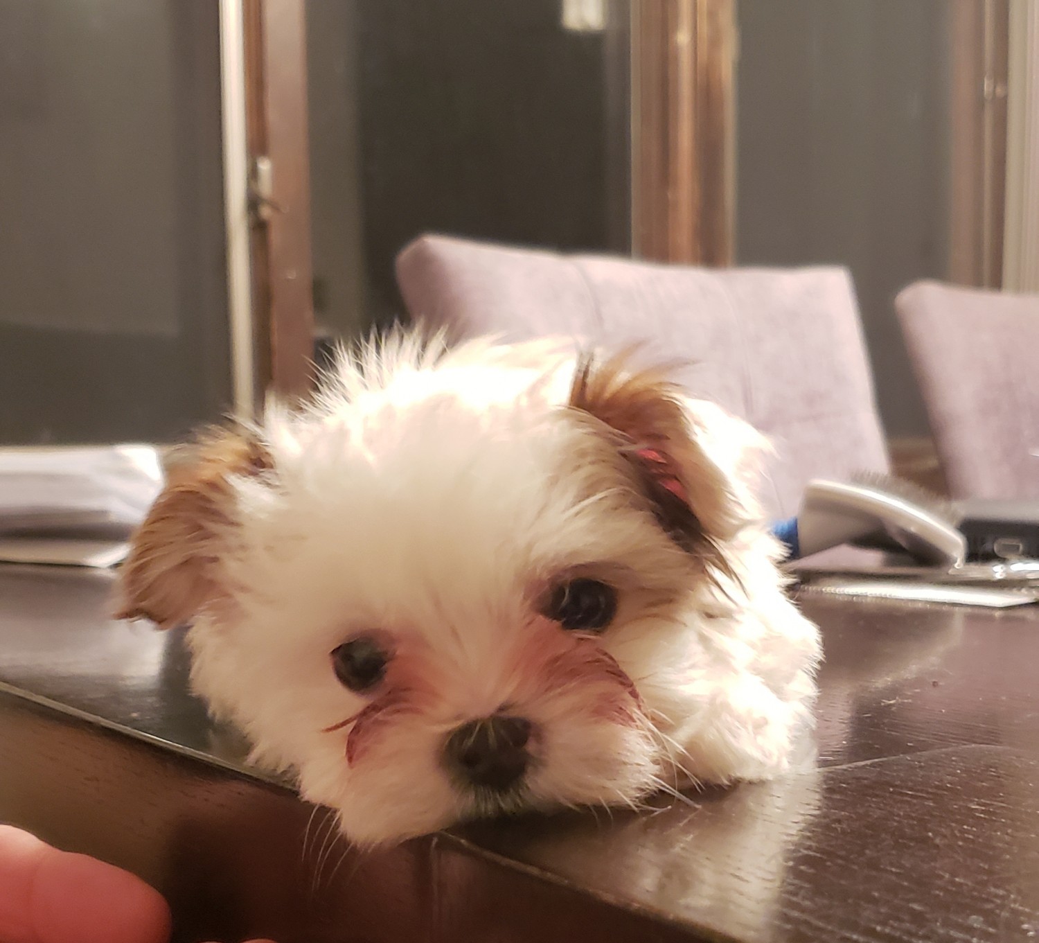 Shorkie Puppies For Sale | Grand Rapids, MI #289093