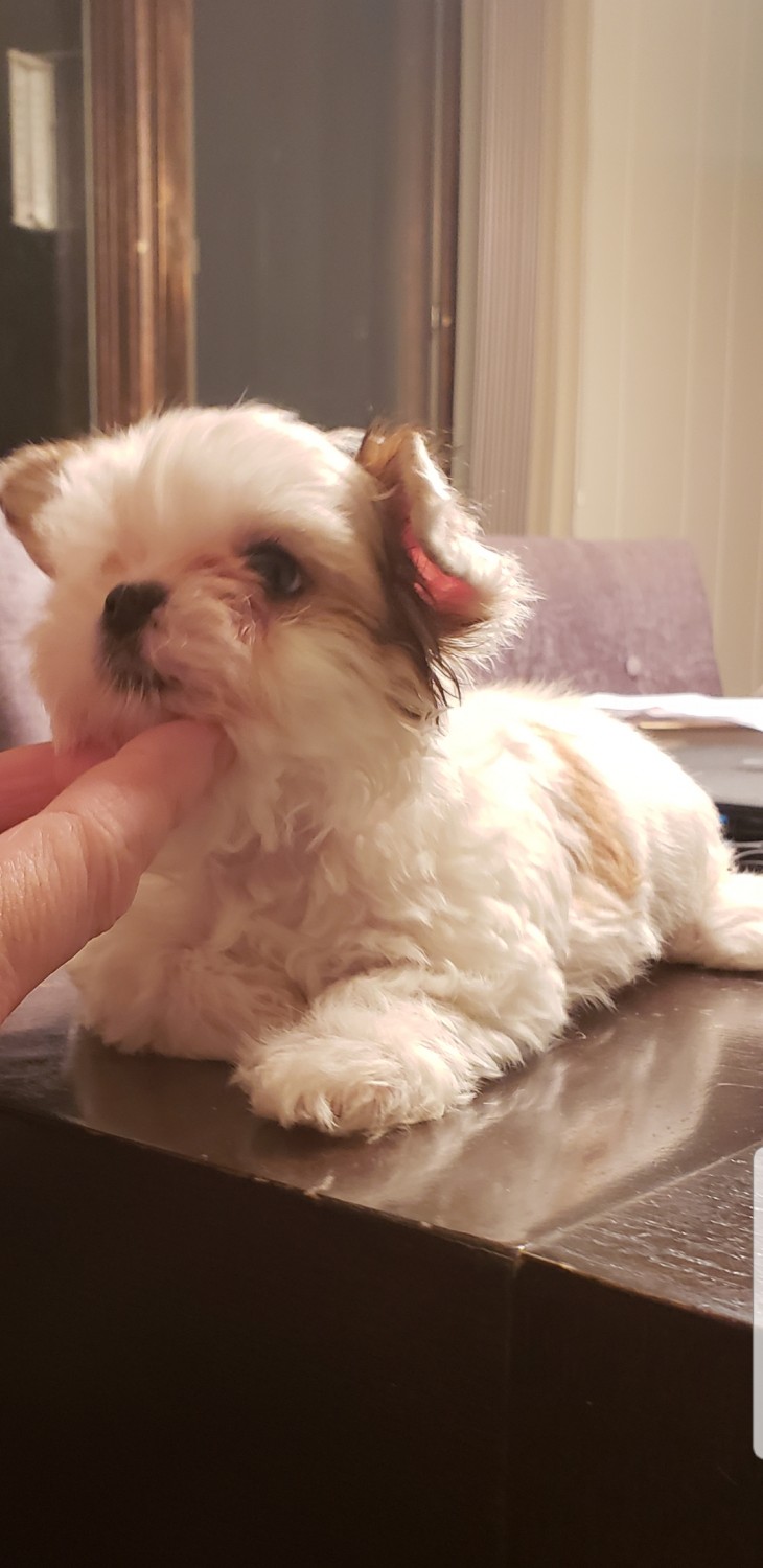 Shorkie Puppies For Sale | Grand Rapids, MI #289093