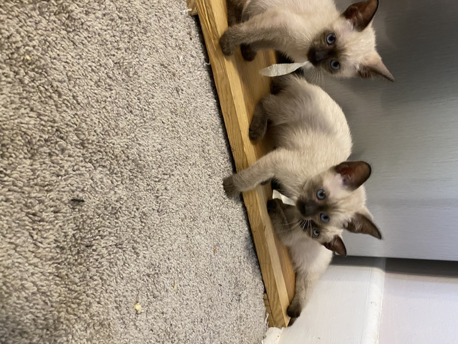 Siamese Cats For Sale | Philadelphia, PA #335782 | Petzlover