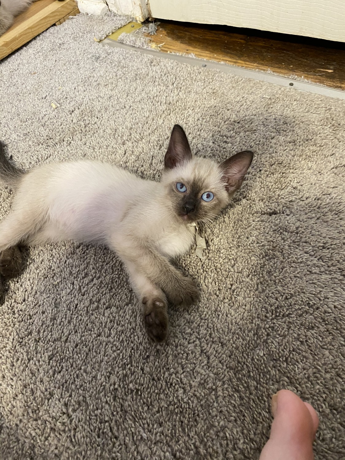 Siamese Cats For Sale | Philadelphia, PA #335782 | Petzlover