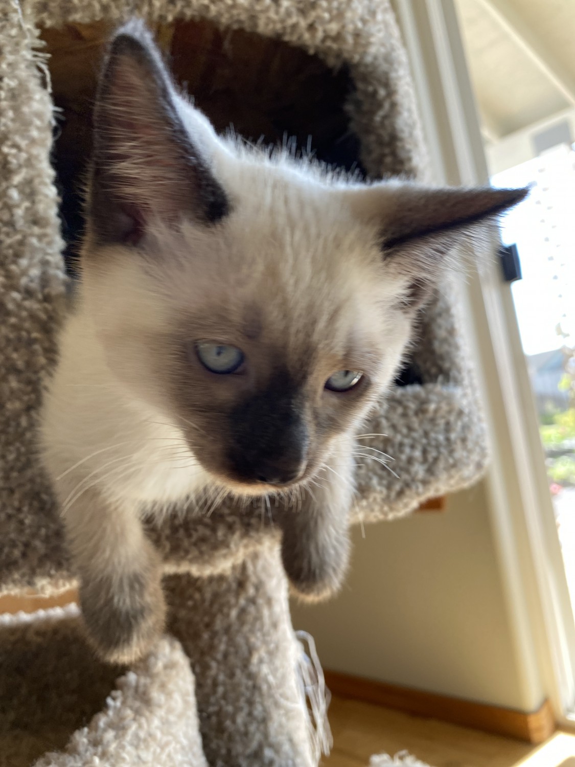 Siamese Cats For Sale | Sequim, WA #353594 | Petzlover