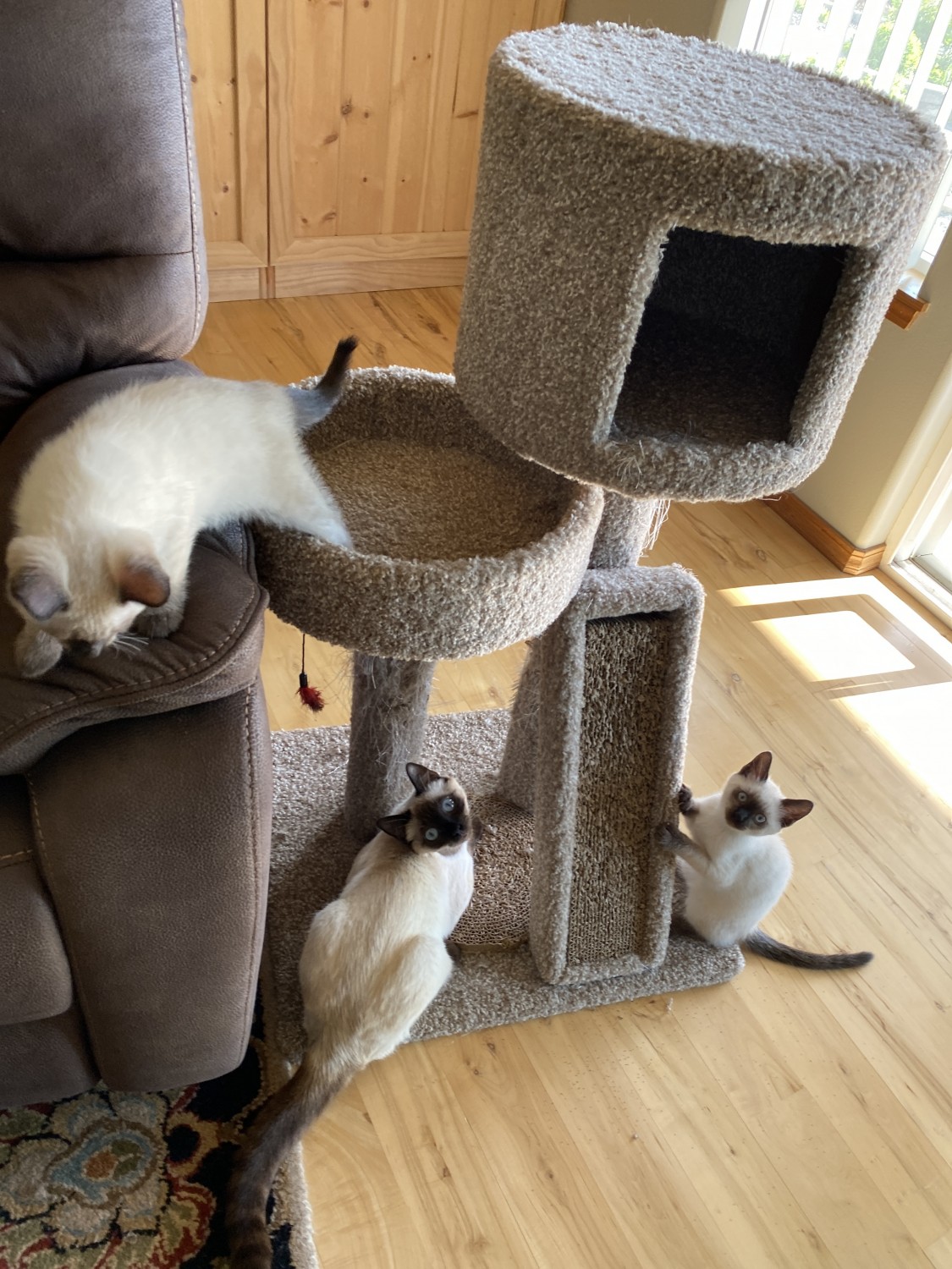 Siamese Cats For Sale | Sequim, WA #353594 | Petzlover