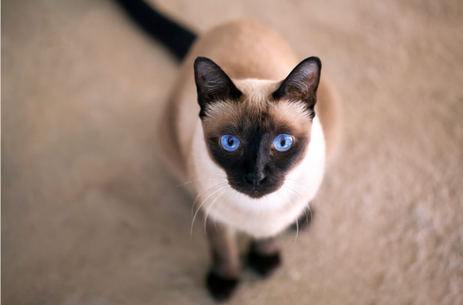 Siamese vs Burmese - Breed Comparison | MyCatBreeds