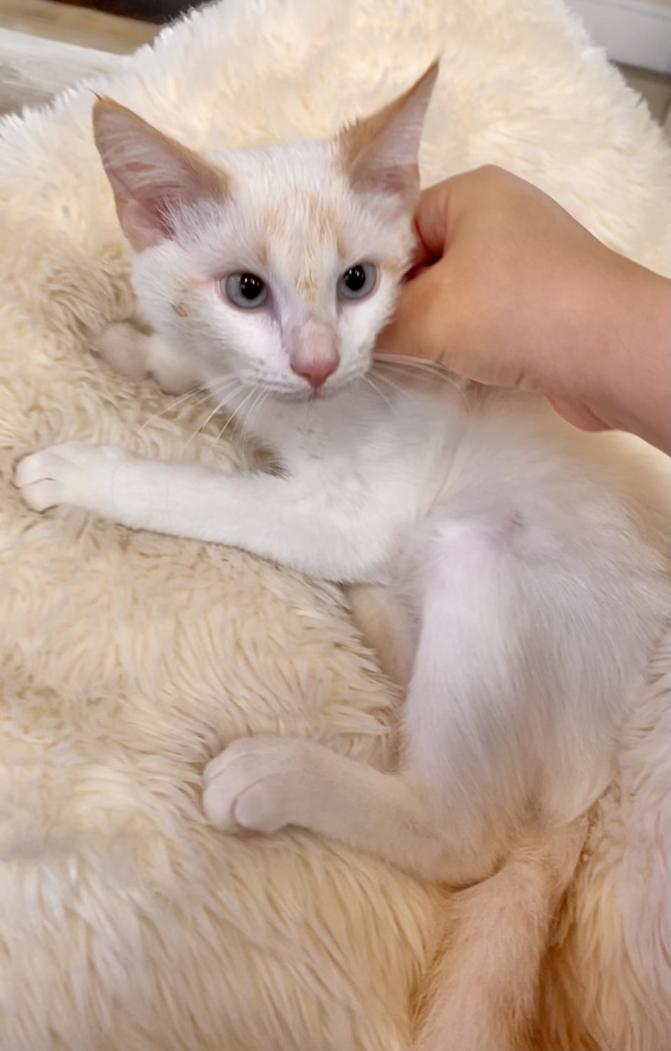 Siamese/Tabby Cats For Sale | Coral Gables, FL #367480