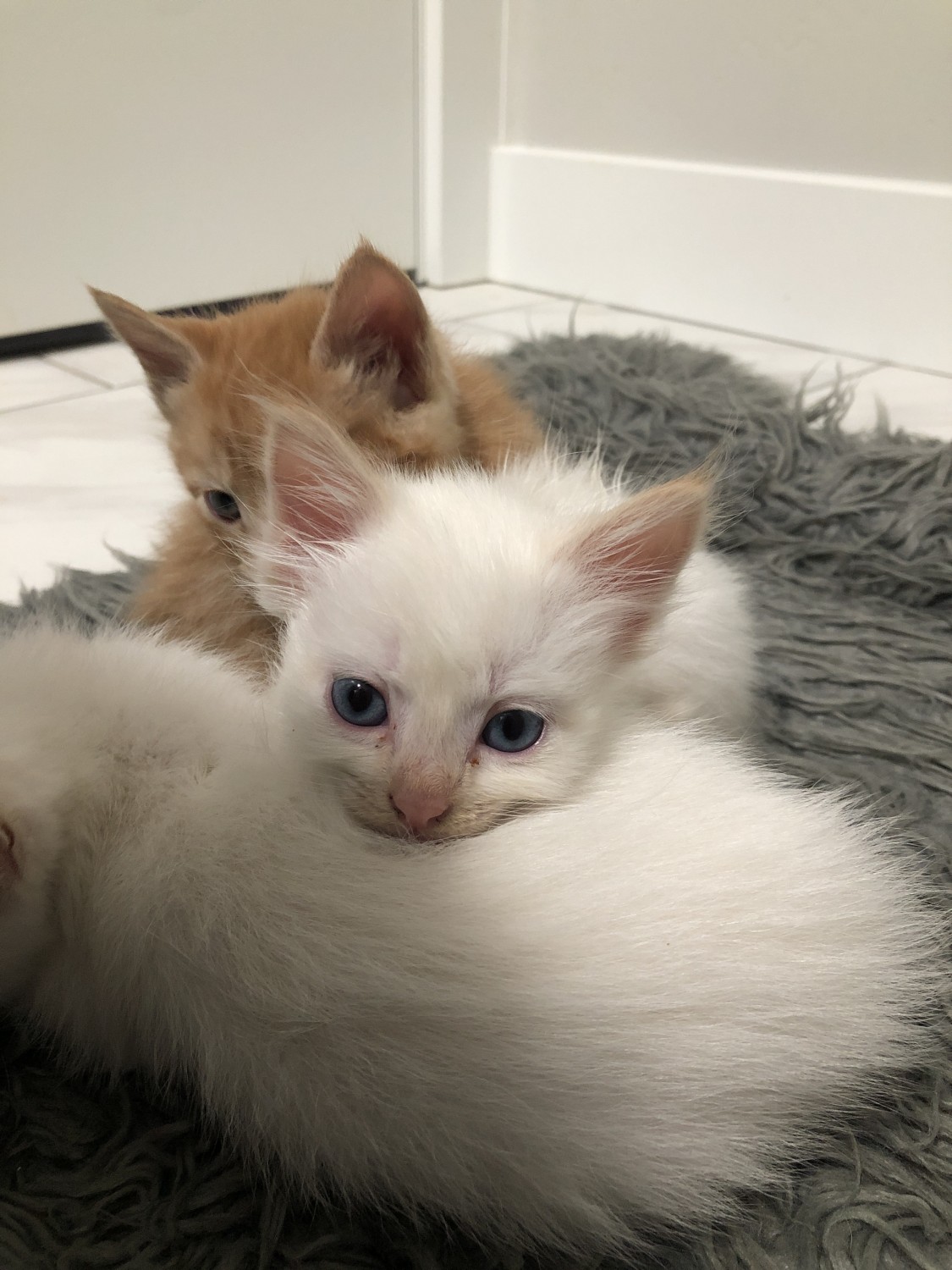 Siamese/Tabby Cats For Sale | Wasilla, AK #387956