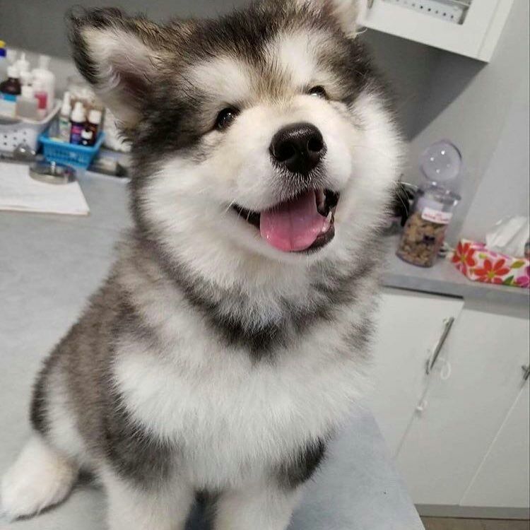 Siberian Husky For Sale in West Palm Beach | Petzlover