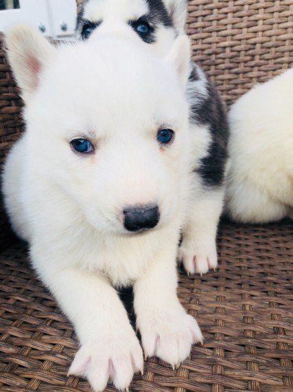 Siberian Husky Puppies For Sale | Albuquerque, NM #286919