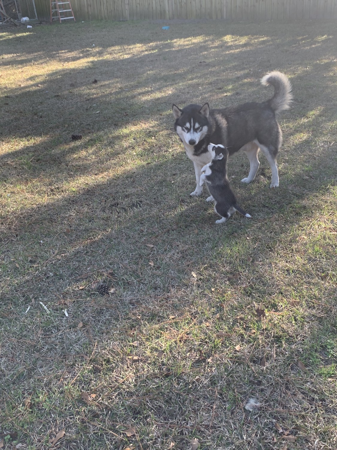 Siberian Husky Puppies For Sale | Castle Hayne Road, Cape Fear, NC #322374