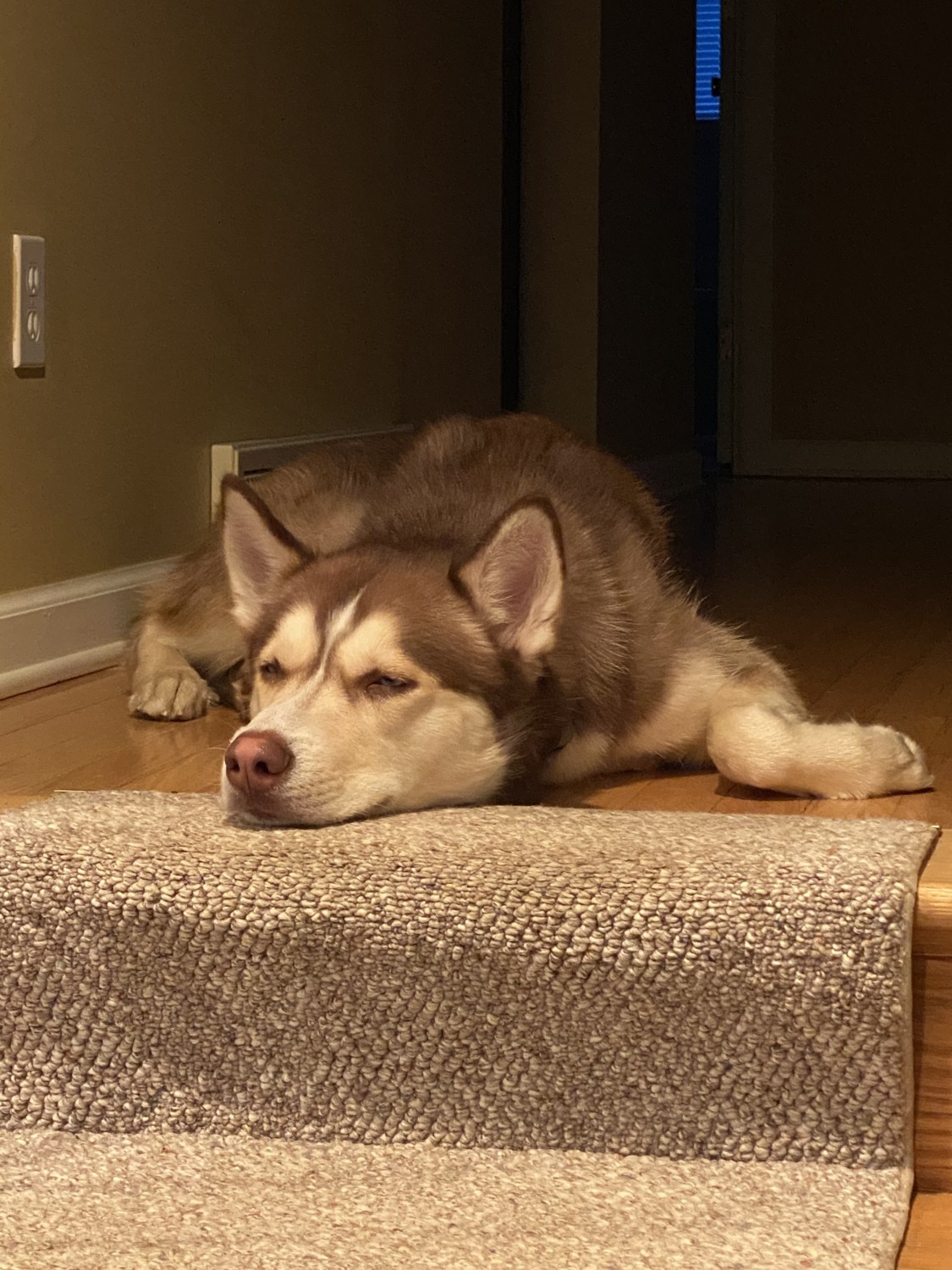 Siberian Husky Puppies For Sale | Schenectady, NY #352283