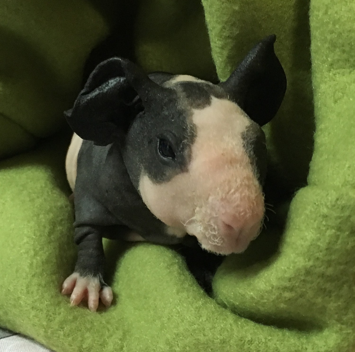 Skinny pig Rodents For Sale | Abilene, KS #277584