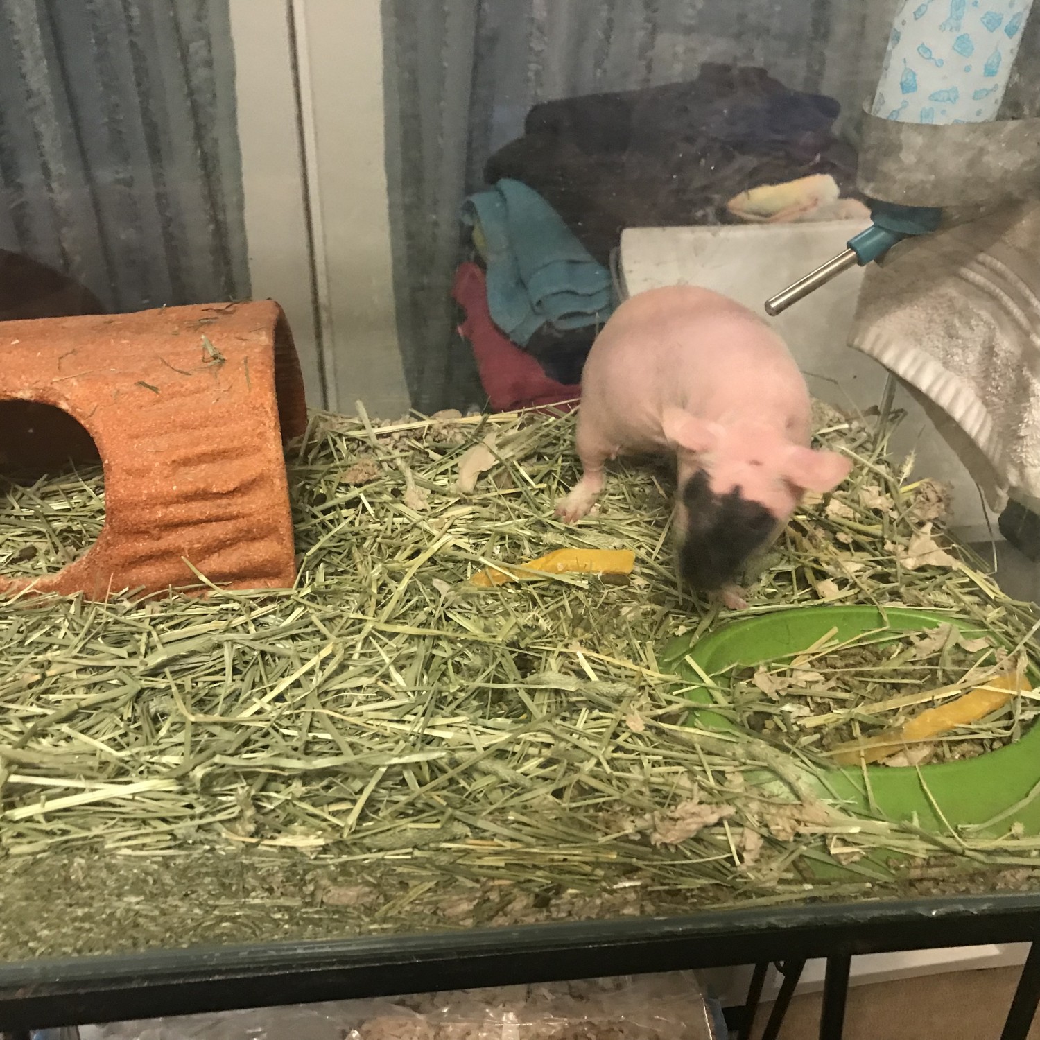 Skinny pig Rodents For Sale | Shippensburg, PA #309302