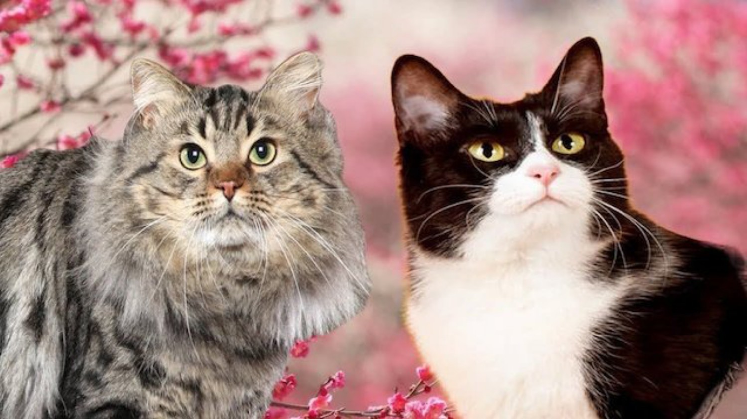 Snowshoe vs Skookum - Breed Comparison | MyCatBreeds