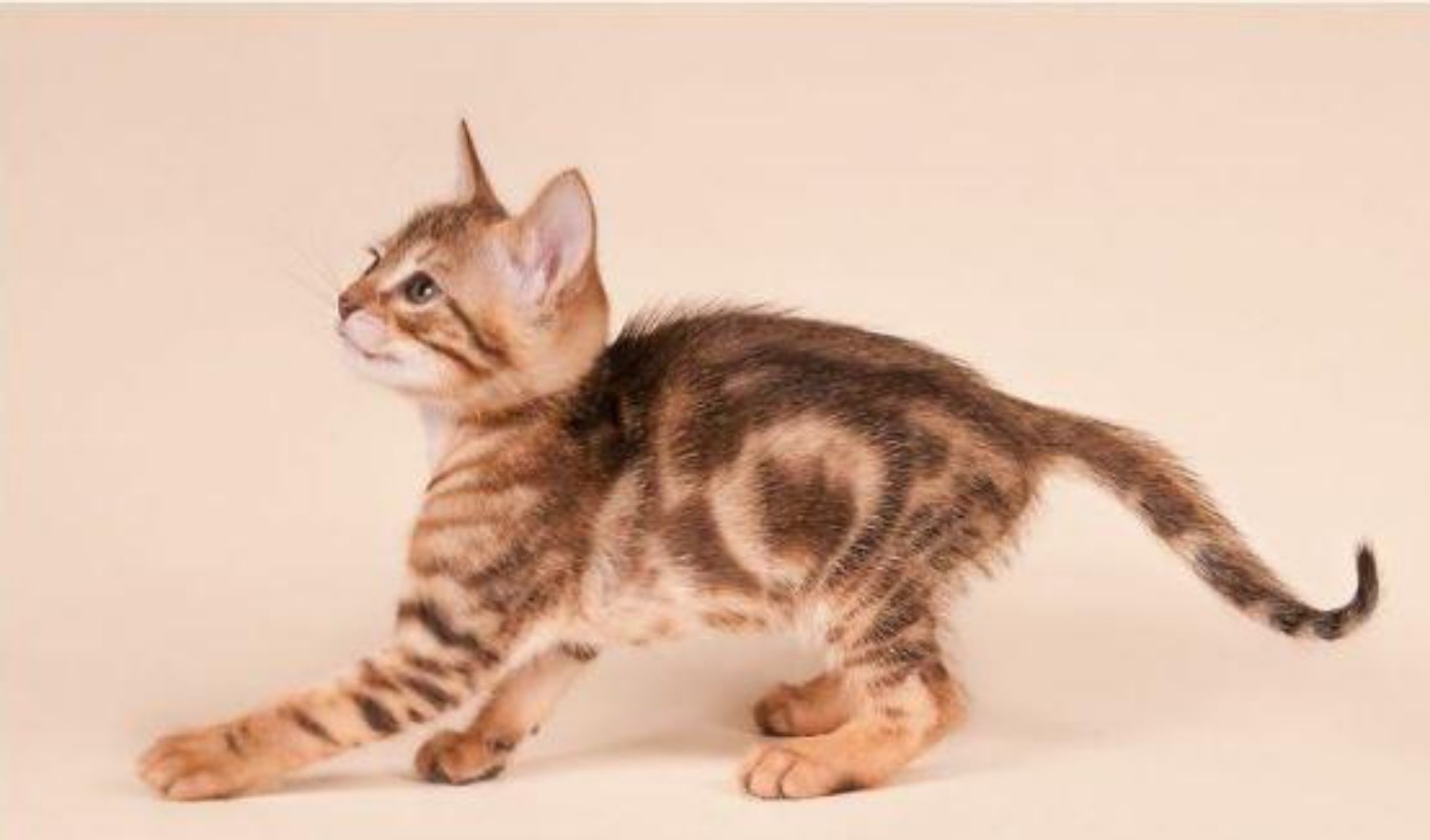 Sokoke vs Birman - Breed Comparison | MyCatBreeds