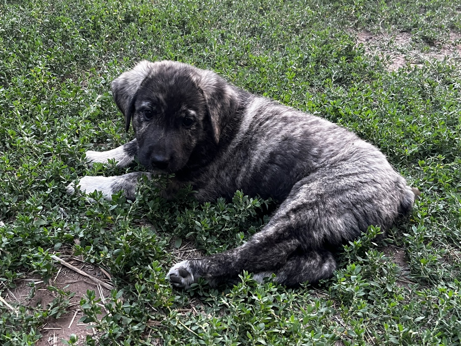 Spanish Mastiff Puppies For Sale | North Branch, MN #528206