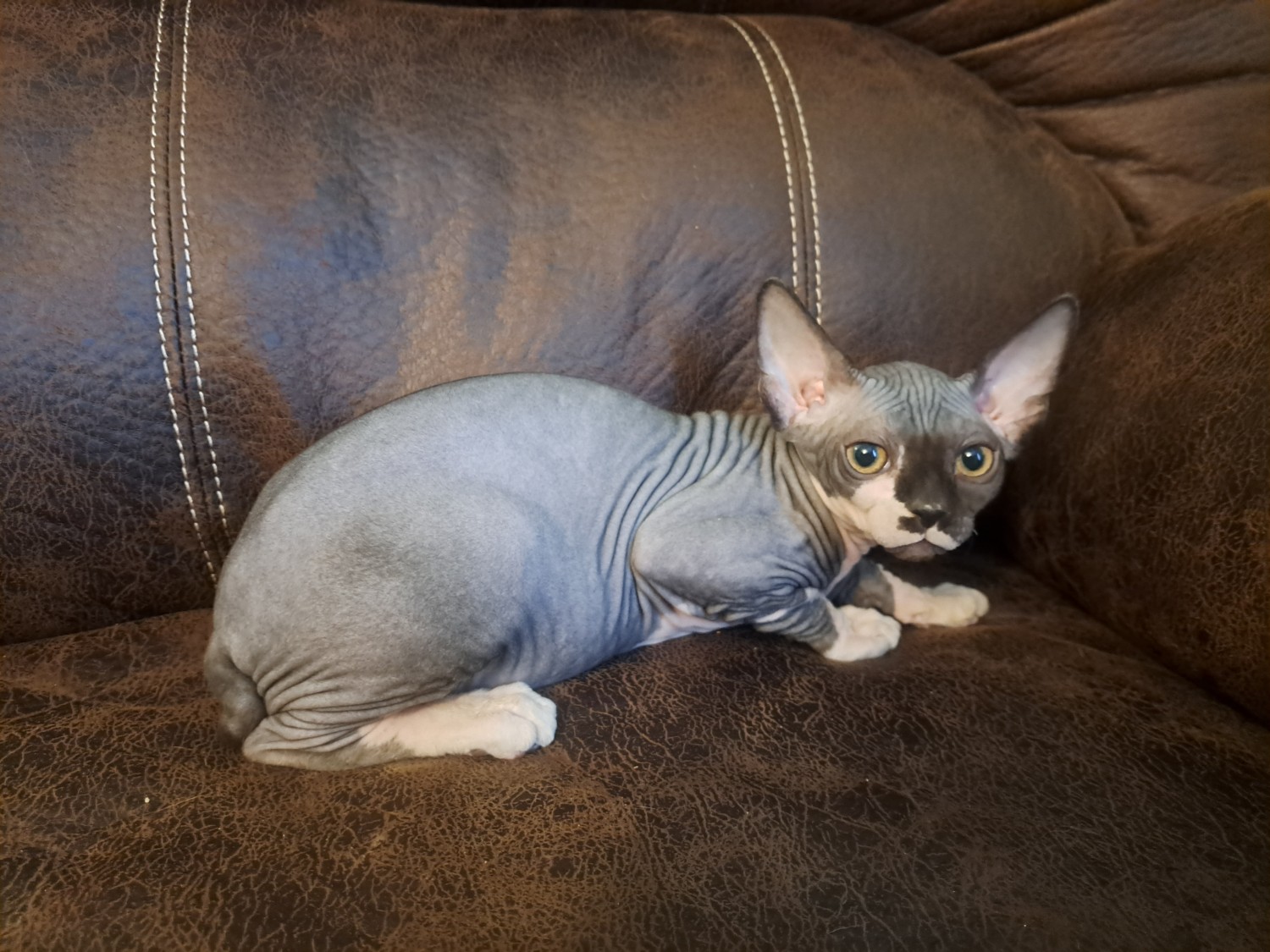 Sphynx Cats For Sale | Woodbury, PA #512748 | Petzlover