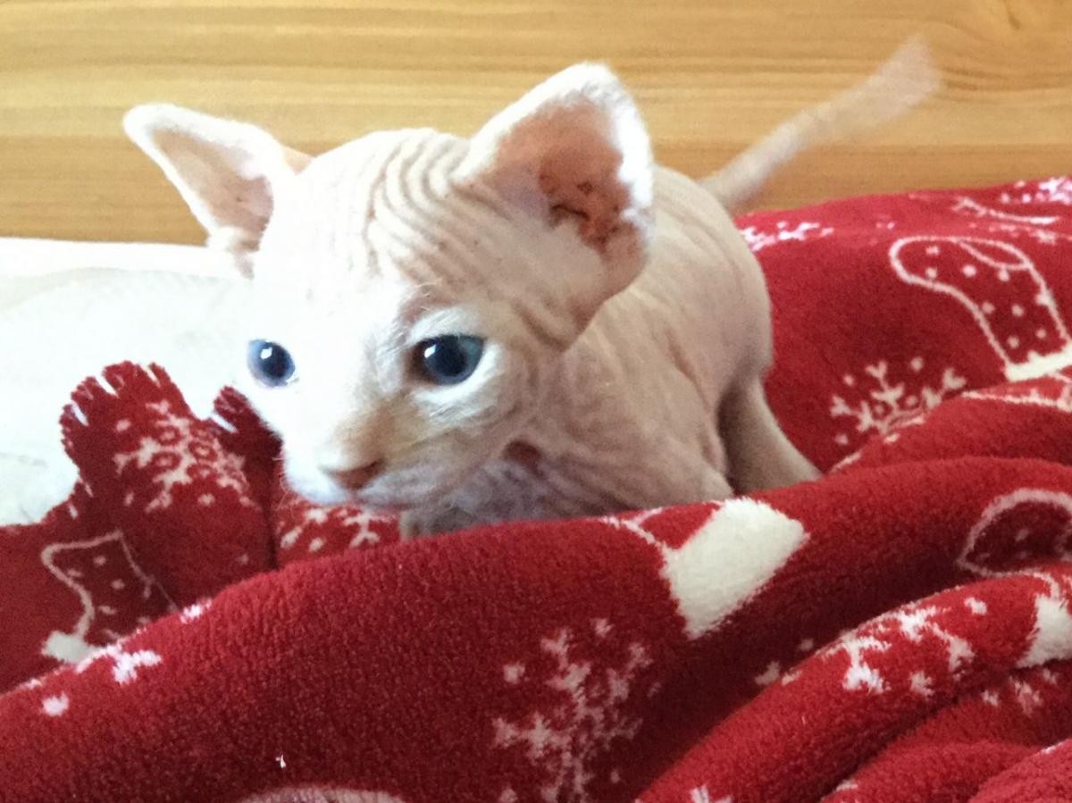 Sphynx Cats For Sale | Coral Springs, FL #153604 | Petzlover
