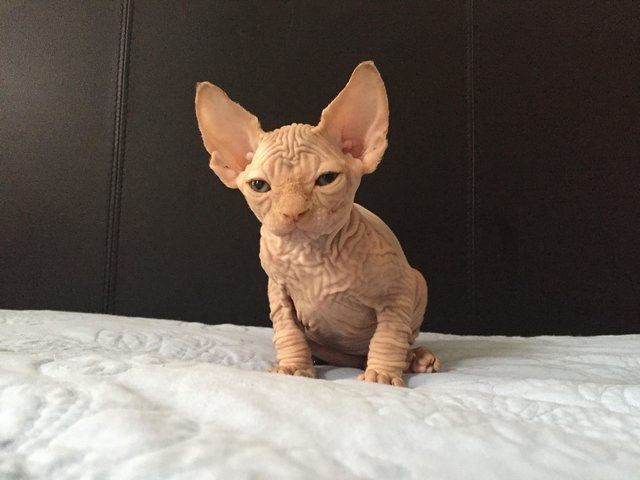 Sphynx Cats For Sale | Cleveland, OH #287631 | Petzlover