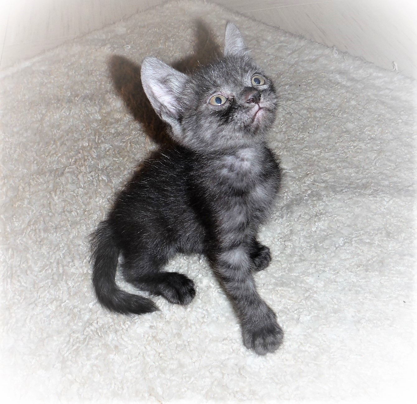 Sphynx Cats For Sale | Brooklyn Heights, New York, NY #290494