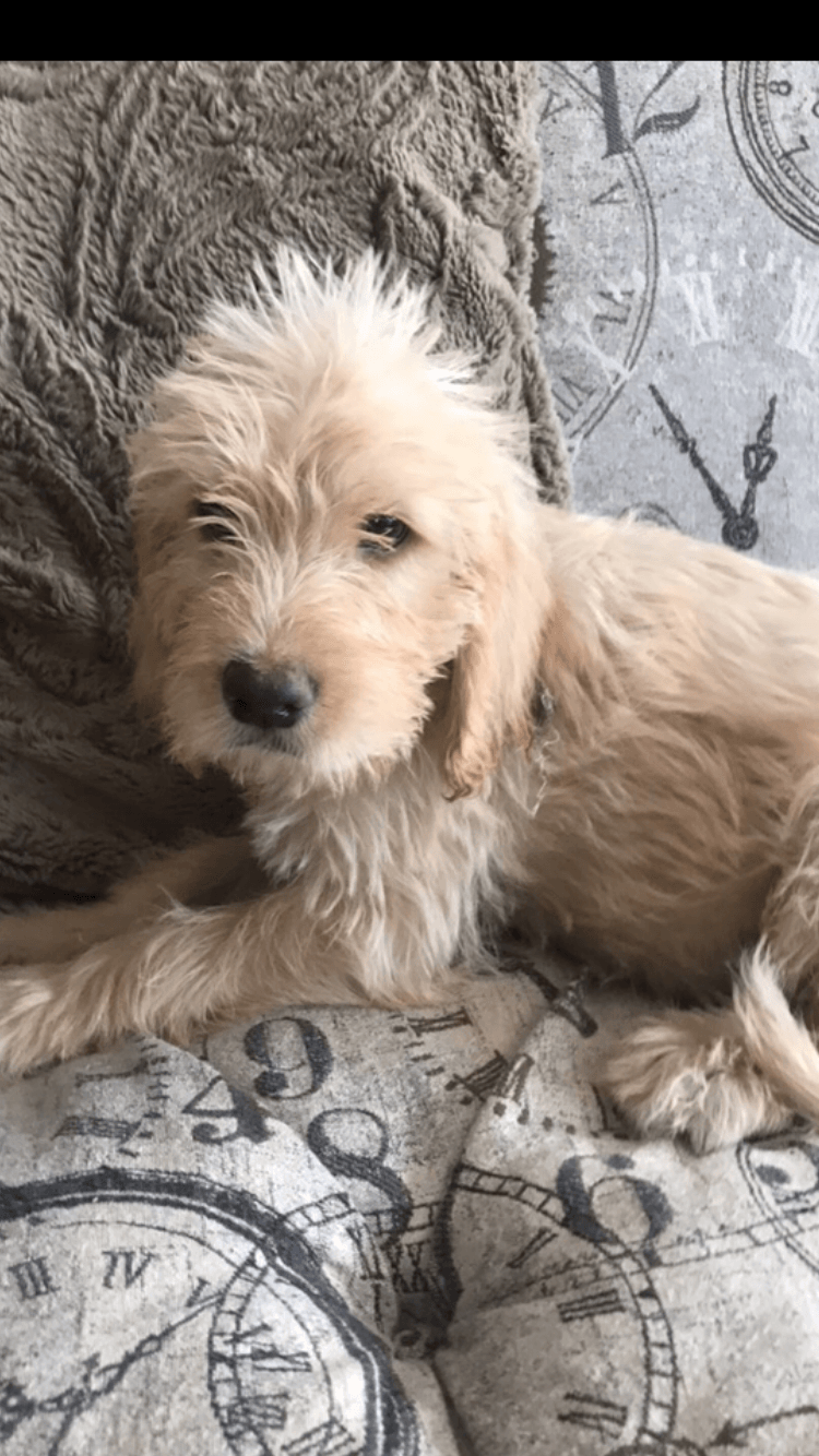 Spinone Italiano Puppies For Sale | Pepper Pike, OH #284157