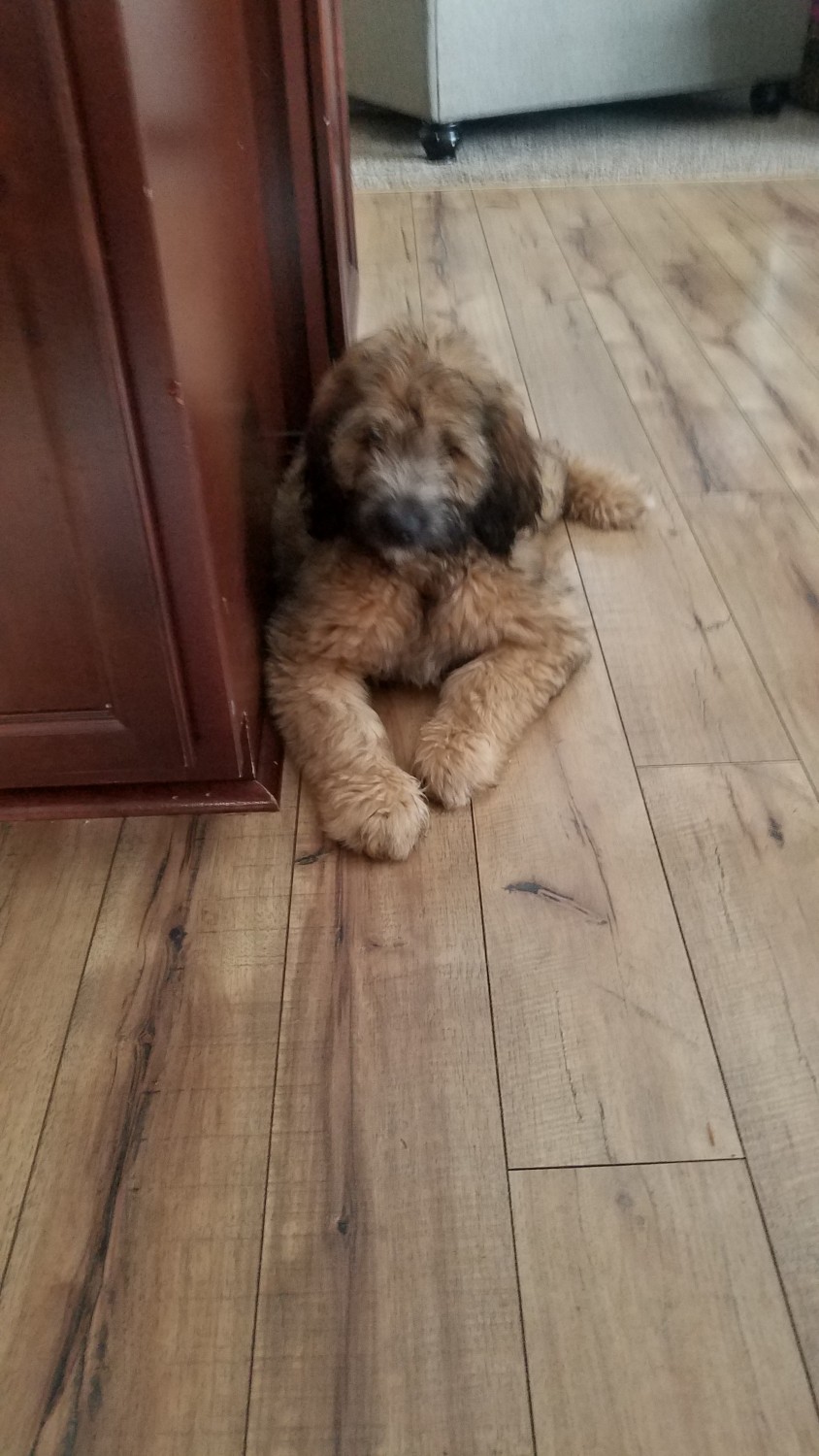 St. Bernard Puppies For Sale | Rochester, MN #297818