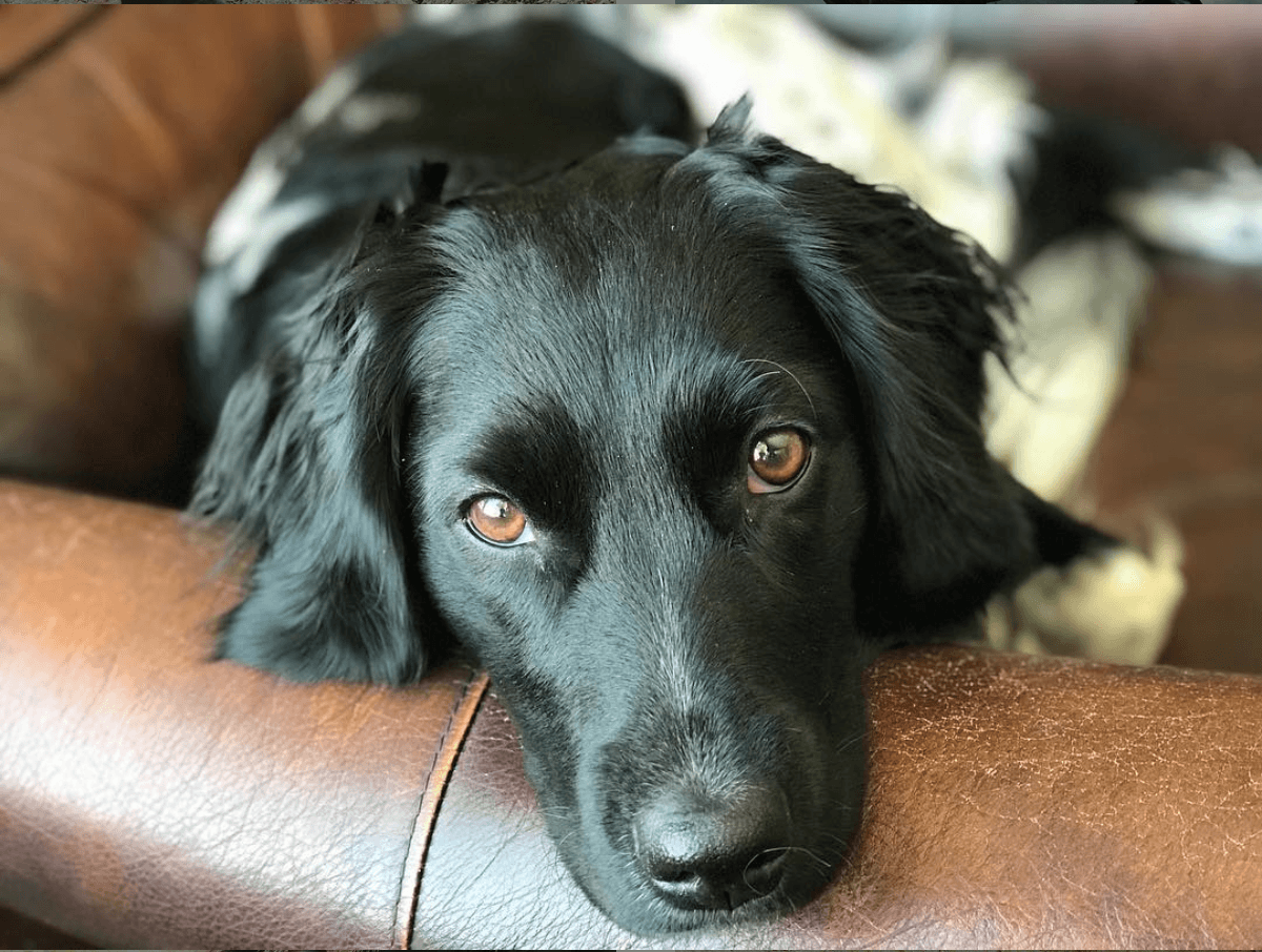 Stabyhoun Puppies For Sale | Minneapolis, MN #305469