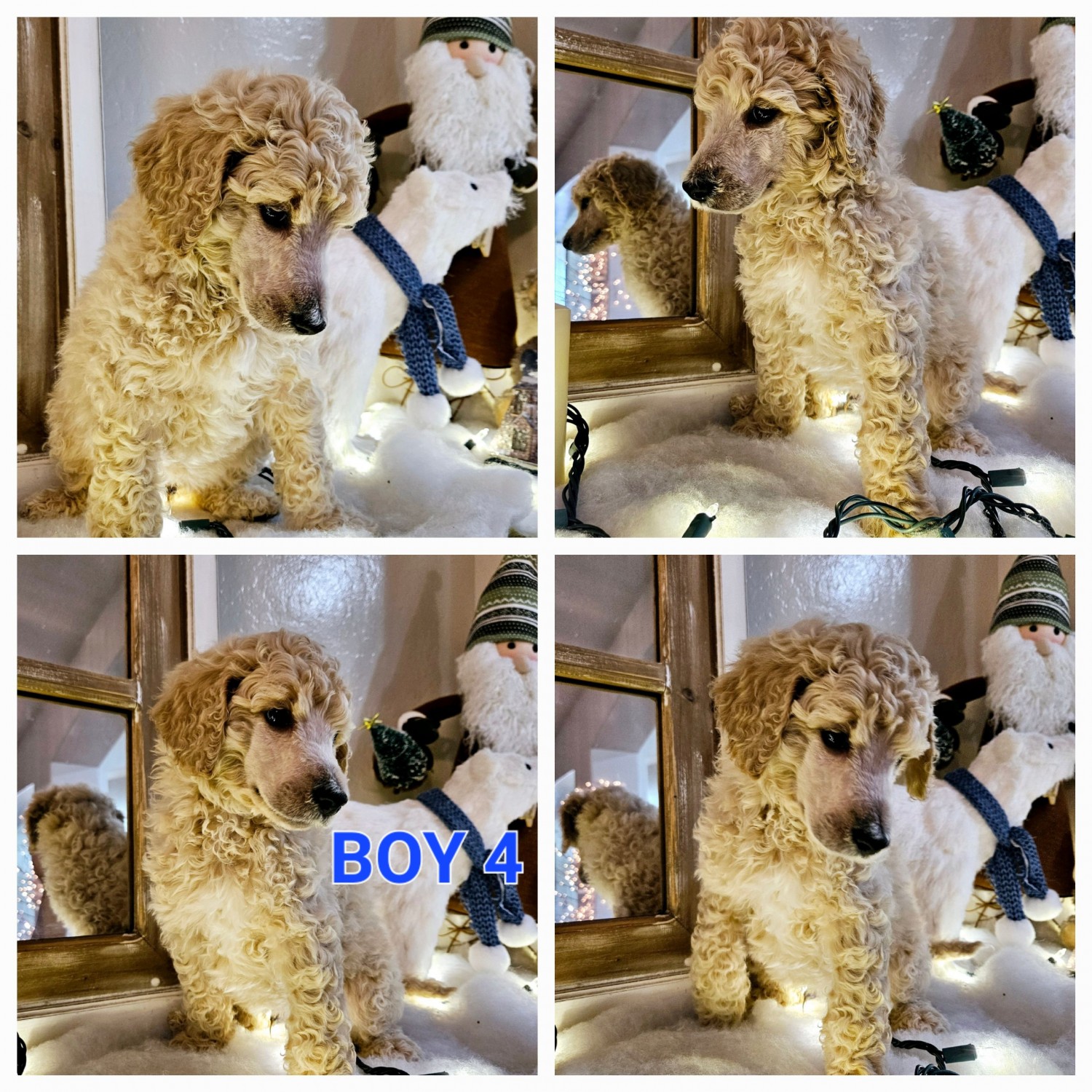 Safely Rehome Puppies with Love and Care | Petzlover