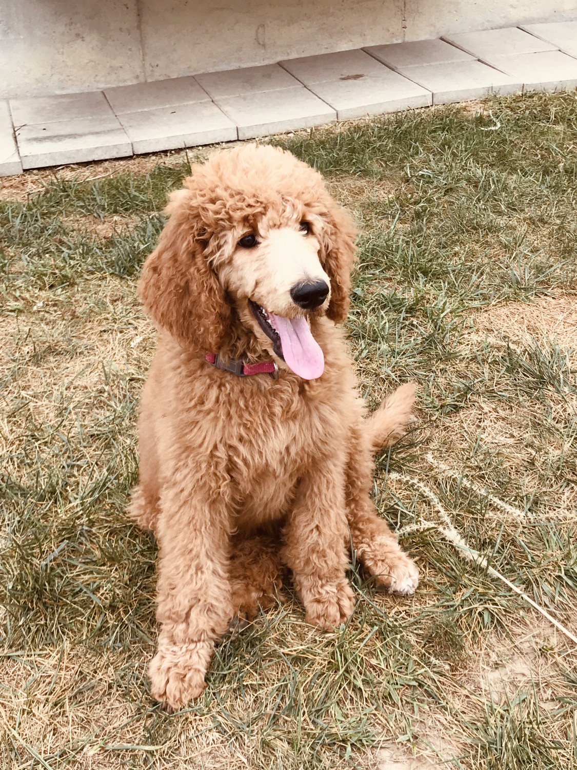 Standard Poodle Puppies For Sale | Newark, DE #305125