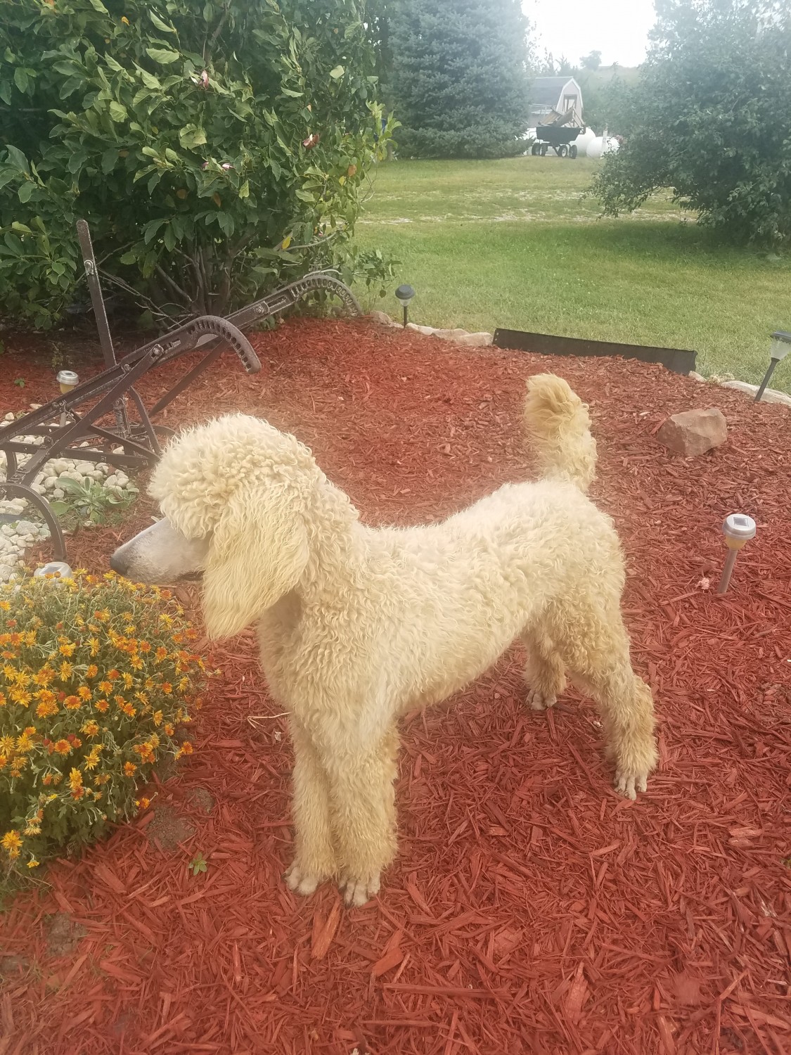 Standard Poodle Puppies For Sale | Lincoln, NE #313585