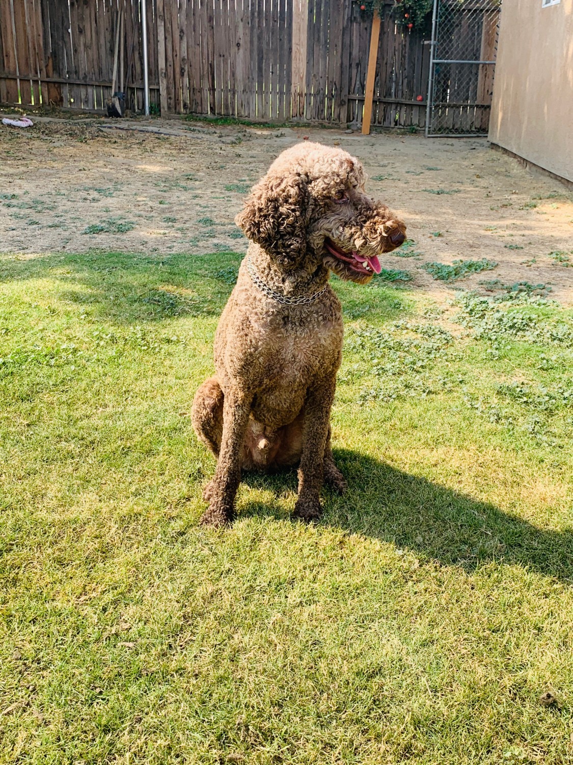 Standard Poodle Puppies For Sale | Bakersfield, CA #339894