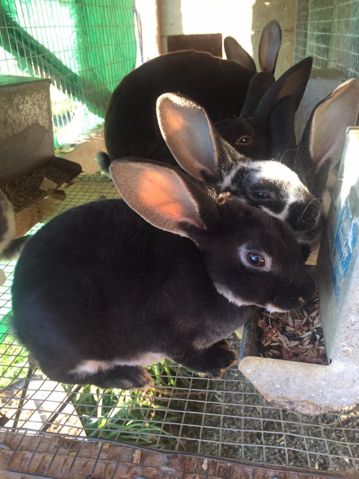 Standard Rex Rabbits For Sale | Philippi, WV #249464