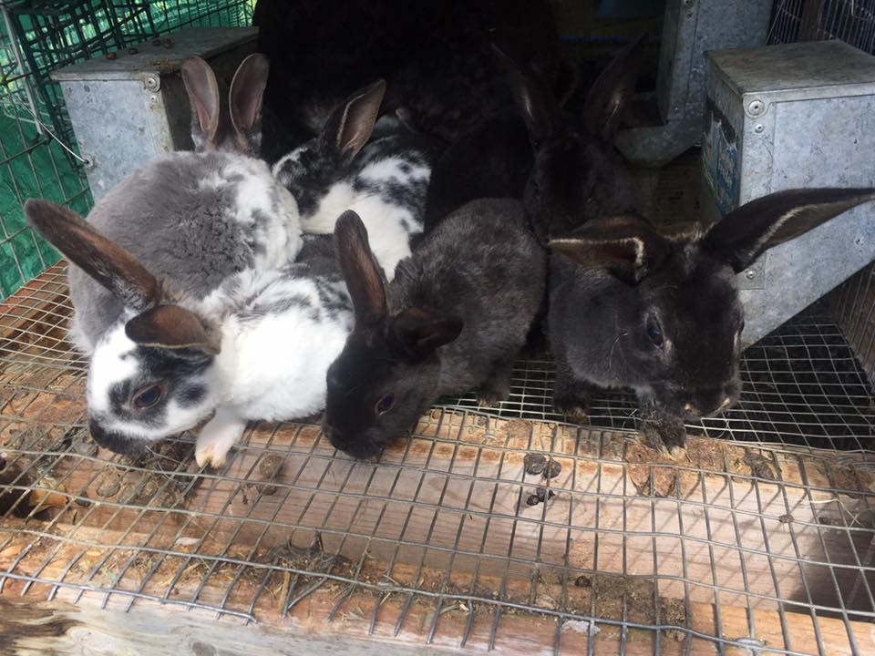 Standard Rex Rabbits For Sale | Philippi, WV #249464