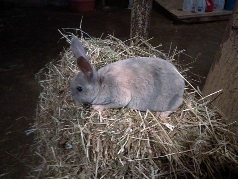 Standard Rex Rabbits For Sale | Imlay City, MI #288026