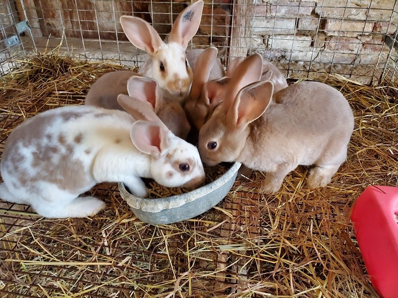 Standard Rex Rabbits For Sale | Imlay City, MI #302380