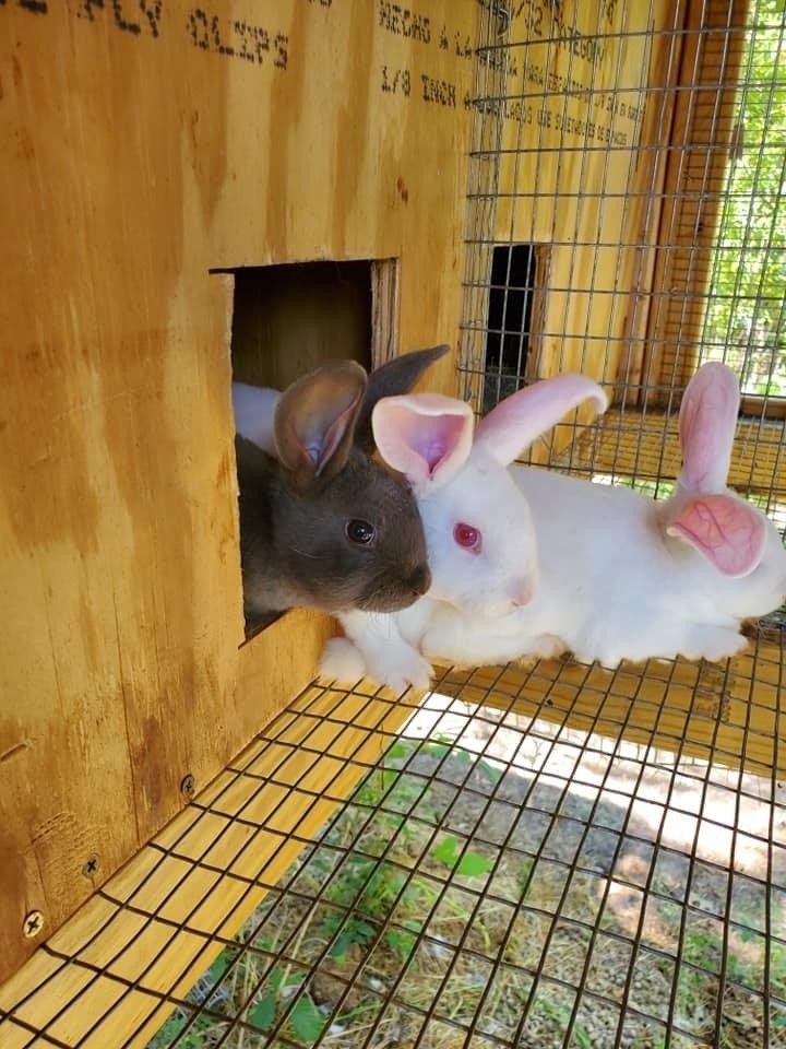 Standard Rex Rabbits For Sale | Newberry, SC #329752