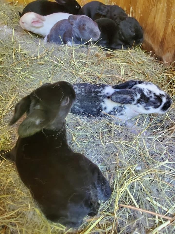 Standard Rex Rabbits For Sale | Newberry, SC #329752