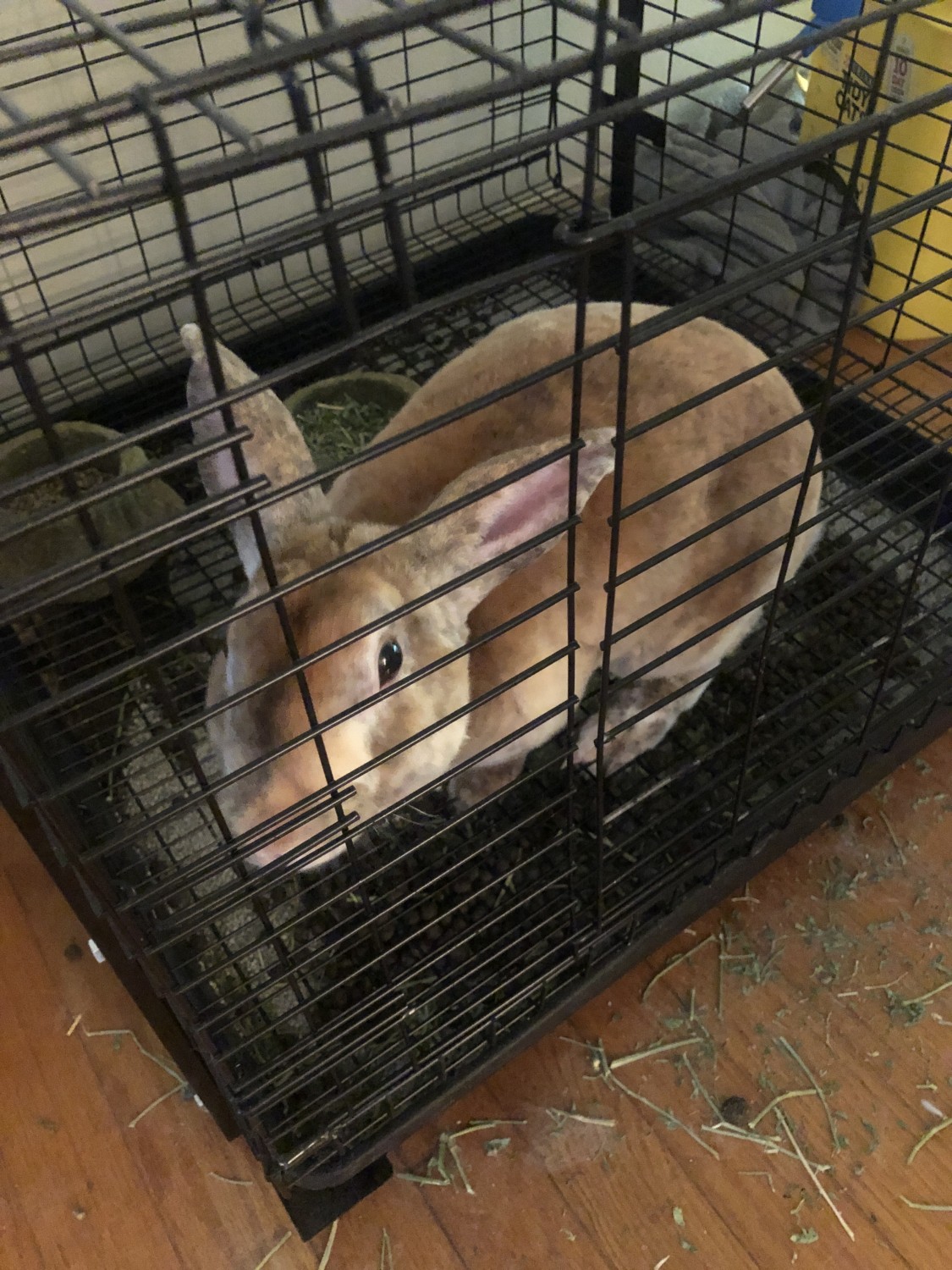 Standard Rex Rabbits For Sale | Weaverville, NC #335153
