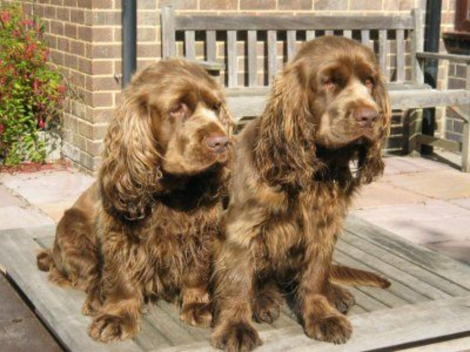 Sussex Spaniel vs Double-Nosed Andean Tiger Hound - Breed Comparison