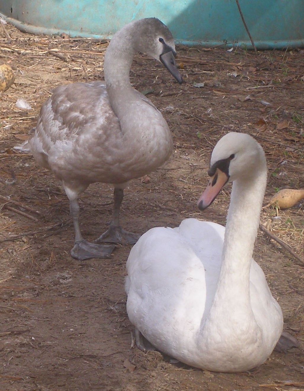 Swan Birds For Sale | Tallahassee, FL #292186 | Petzlover