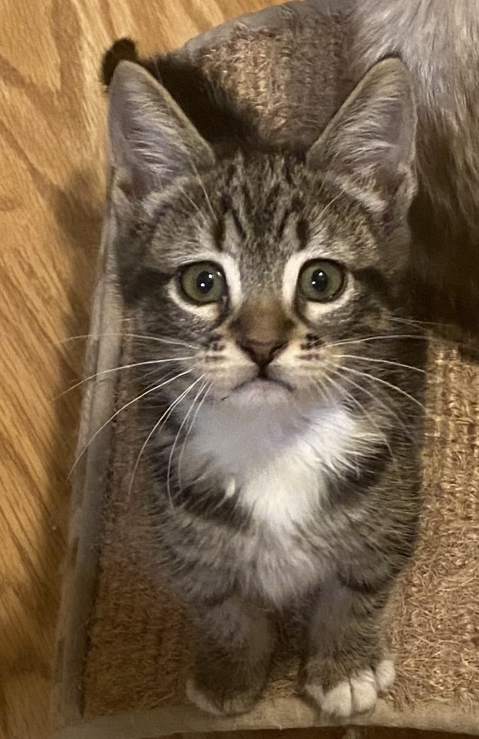 Tabby Cats For Sale | Yorba Linda, CA #398978 | Petzlover