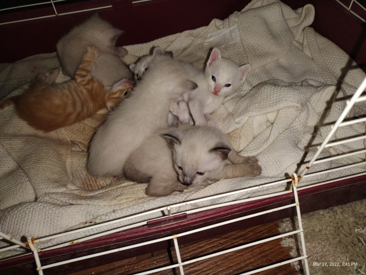 Tabby Cats For Sale | Willis, TX #414039 | Petzlover