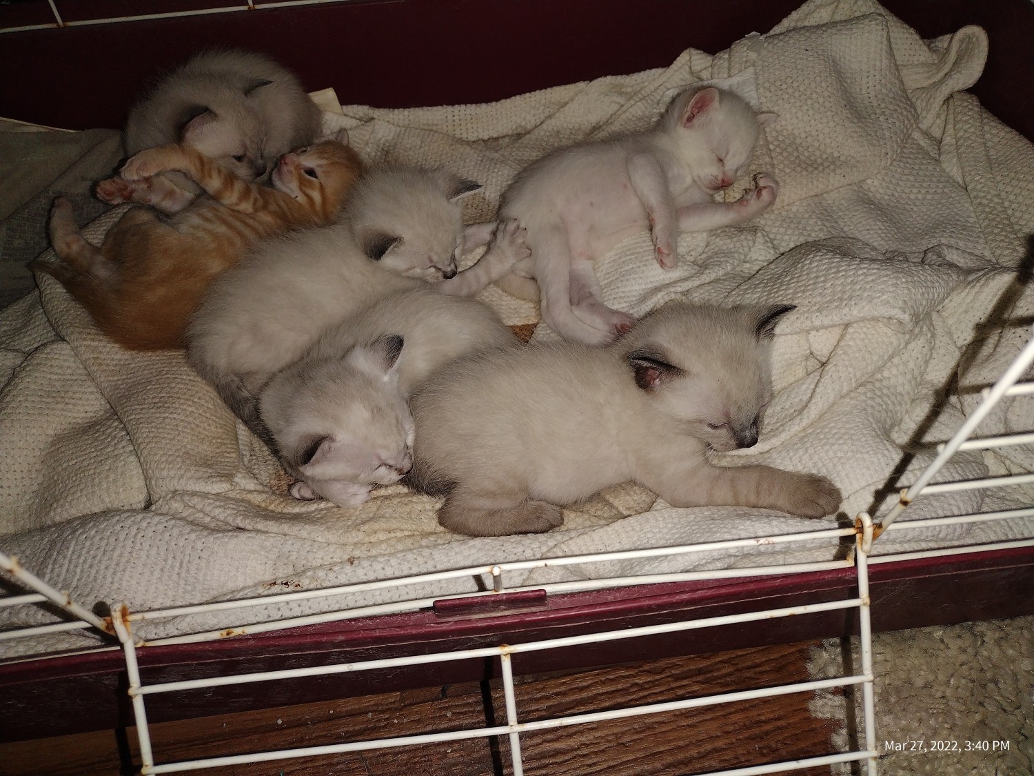 Tabby Cats For Sale | Willis, TX #414039 | Petzlover