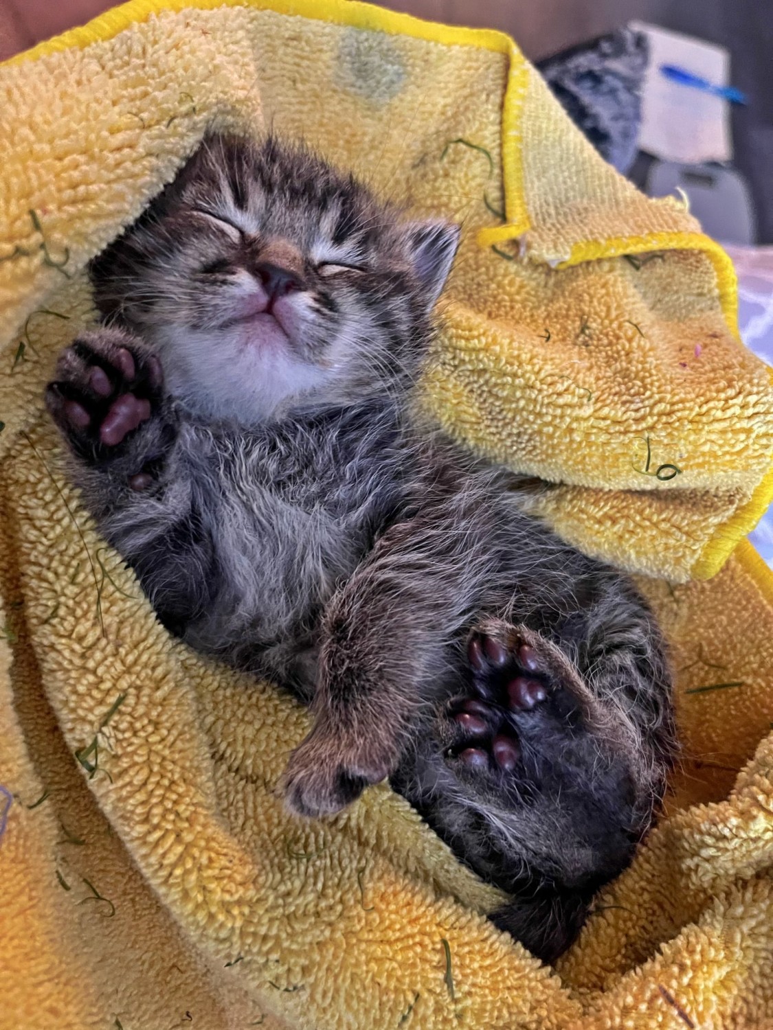 Tabby Cats For Sale | Corona, CA #438567 | Petzlover