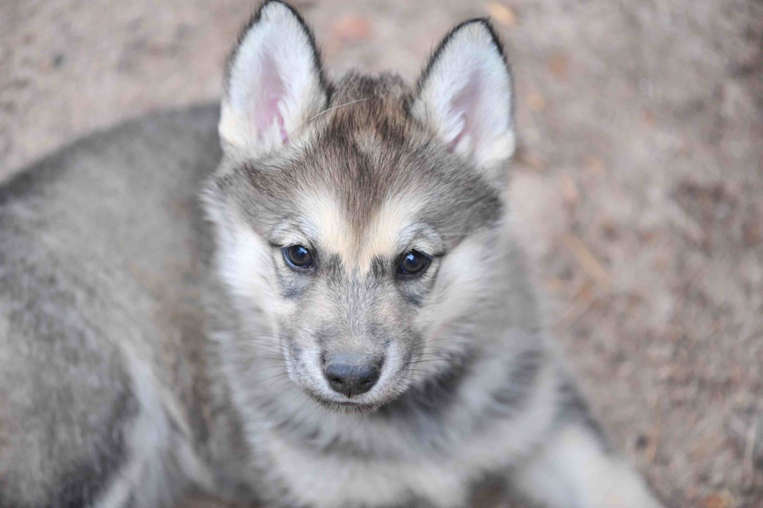 Tamaskan Puppies For Sale | Cheyenne, WY #194250 | Petzlover
