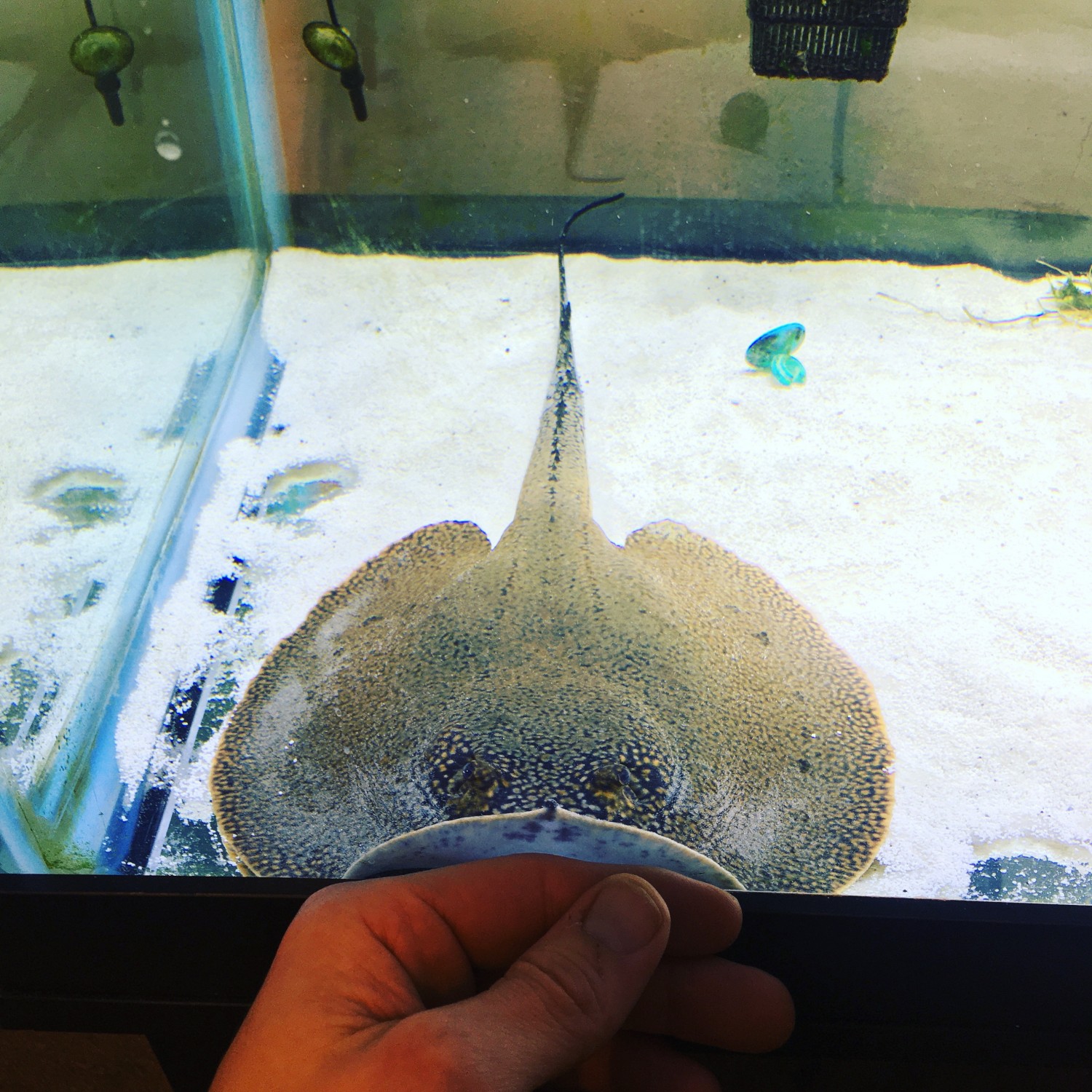 Thornback stingray Fishes For Sale | Owensboro, KY #324617