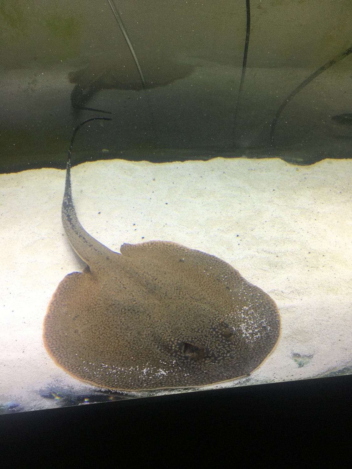 Thornback stingray Fishes For Sale | Owensboro, KY #324617