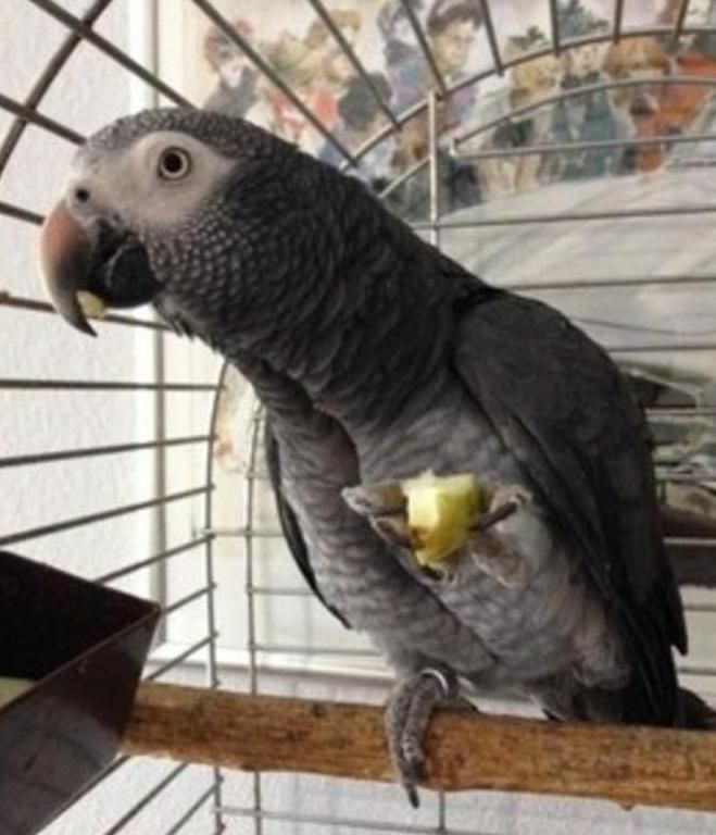 TIMNEH AFRICAN GREY Birds For Sale | Phoenix, AZ #92739