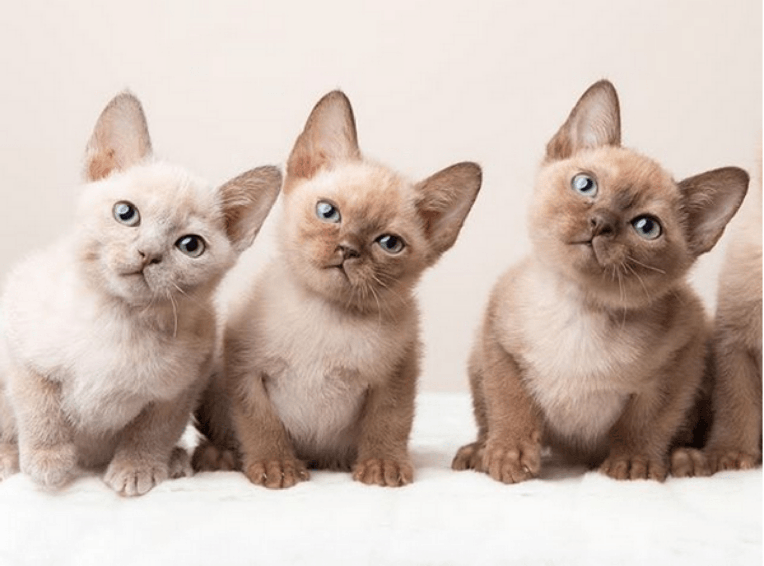 Traditional Siamese vs Tonkinese - Breed Comparison